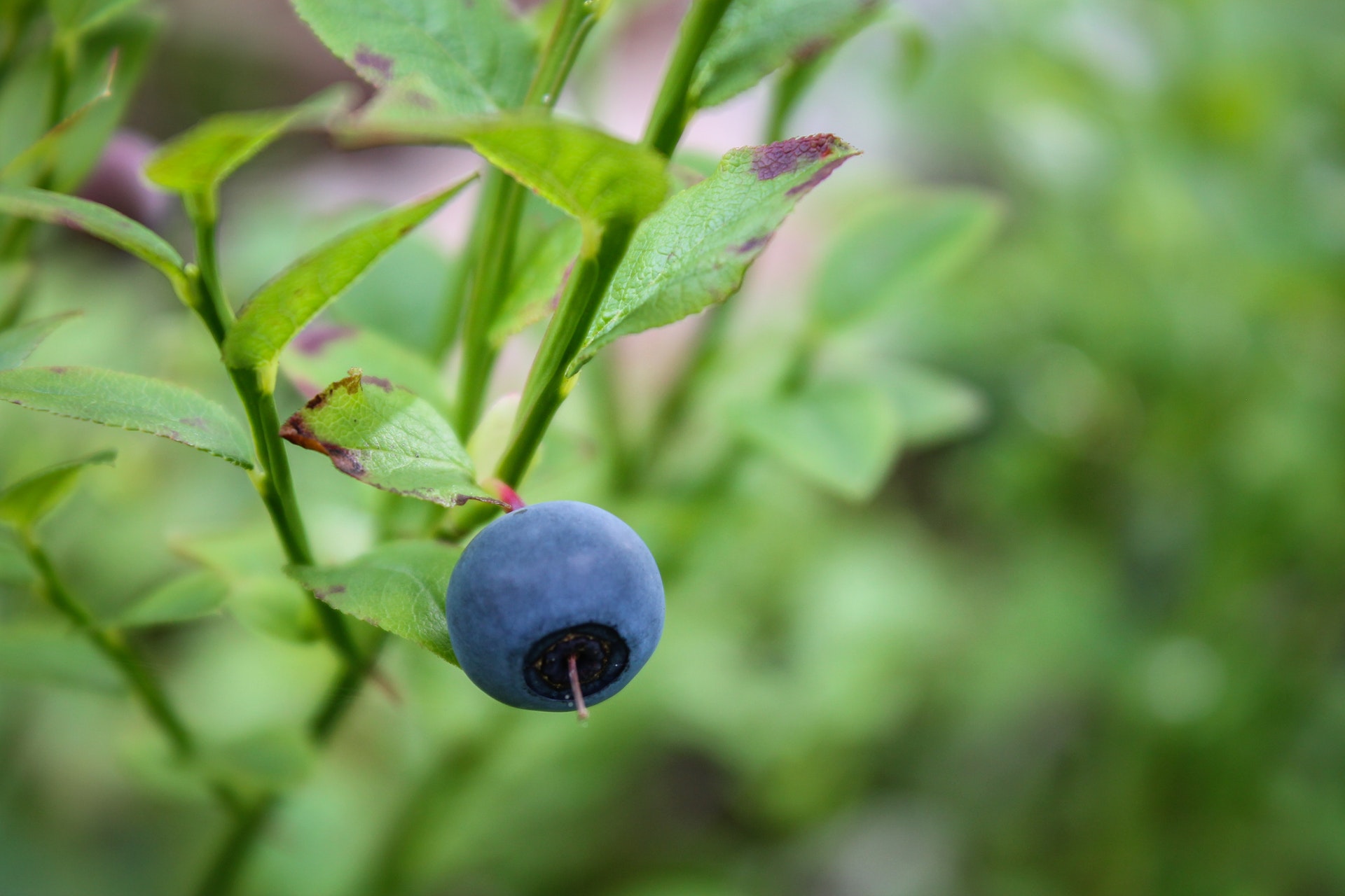 Fd Berries